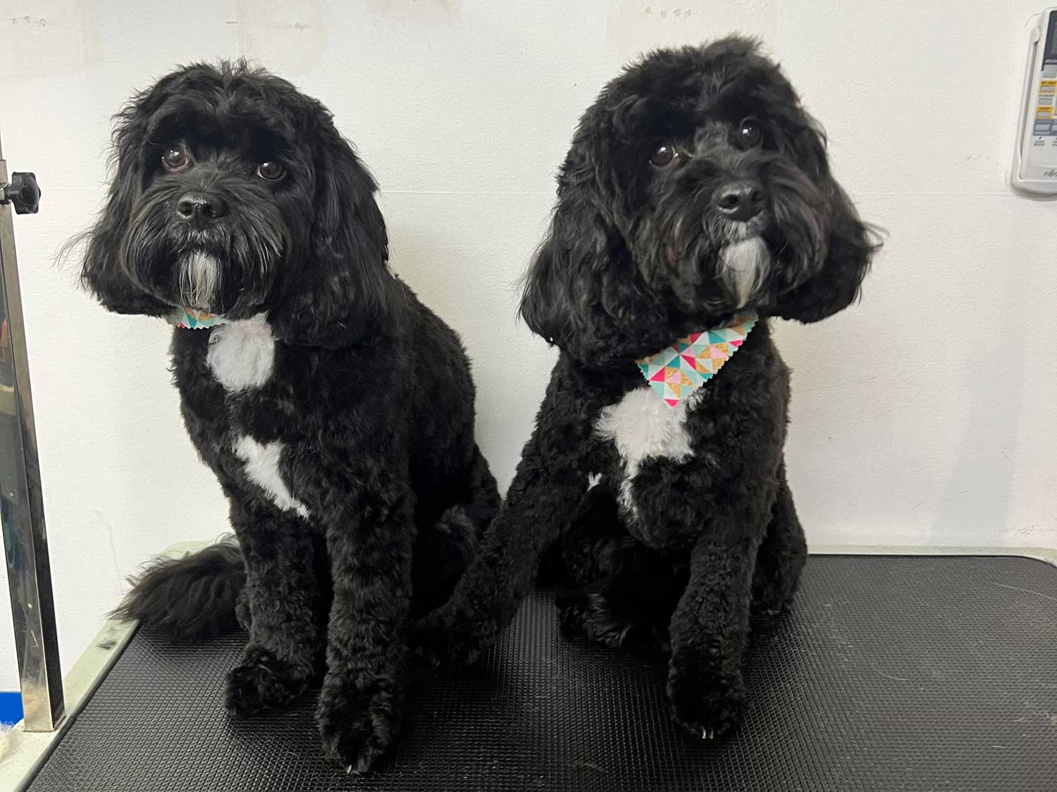 Home - Blooming Tails